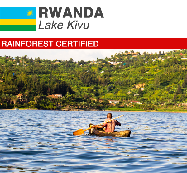 Rwanda Isimbi | Green Coffee Boxes | Wholesale Origin